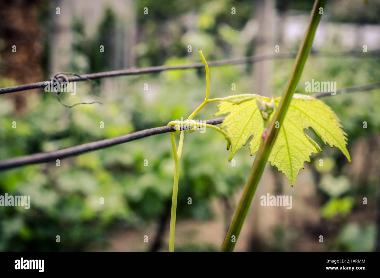 Green vineyard leaf hi-res stock photography and images - Alamy