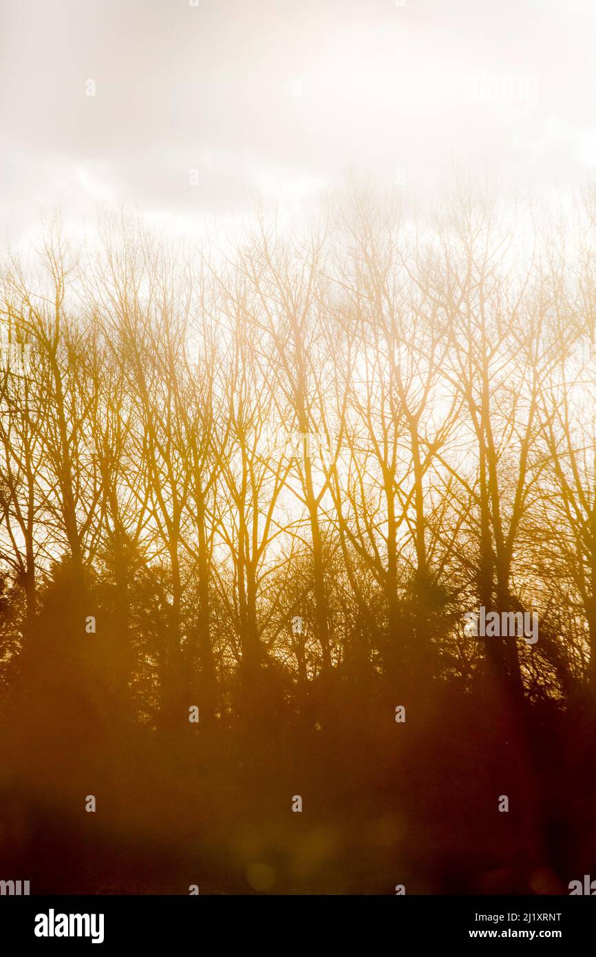 Leafless trees backlit by the winter sun and seen in silhouette with ...