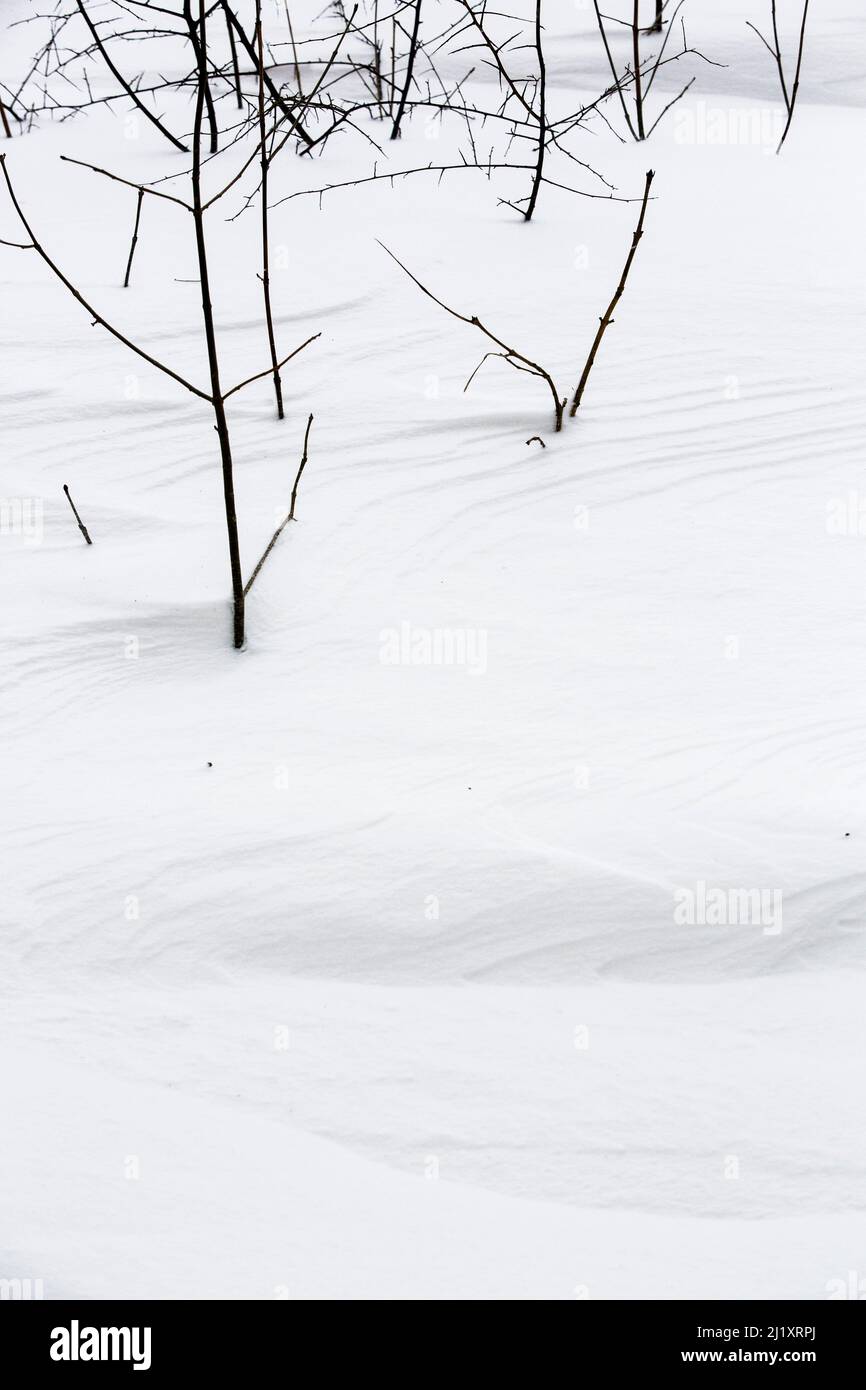 Sharp spiky thorn bushes appear through drifts of snow in the ...