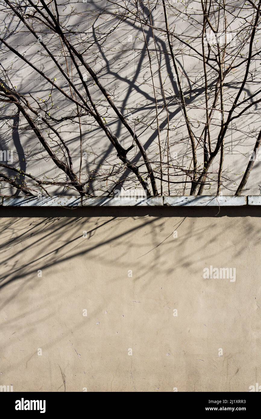 A leafless tree casting shadows on a plain wall and side of a nearby ...