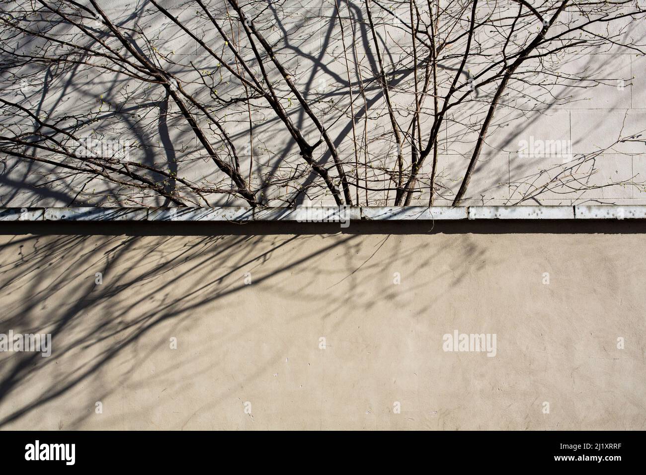 Tree casting shadows hi-res stock photography and images - Alamy