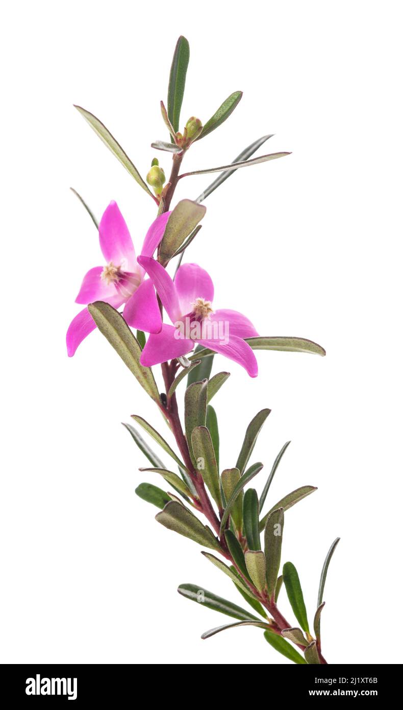 Pink waxflower sprig isolated on white background Stock Photo - Alamy