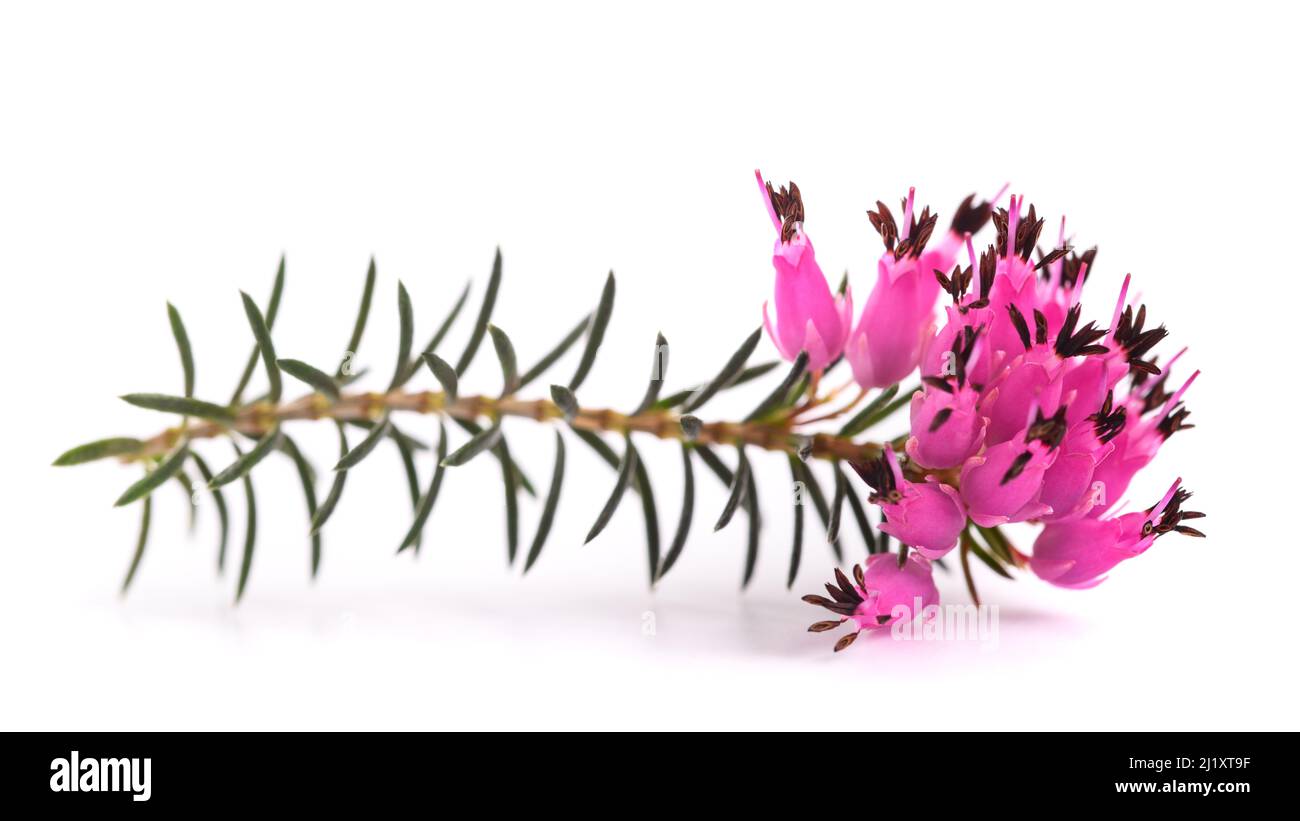 Purple heather flowers isolated on white background Stock Photo - Alamy