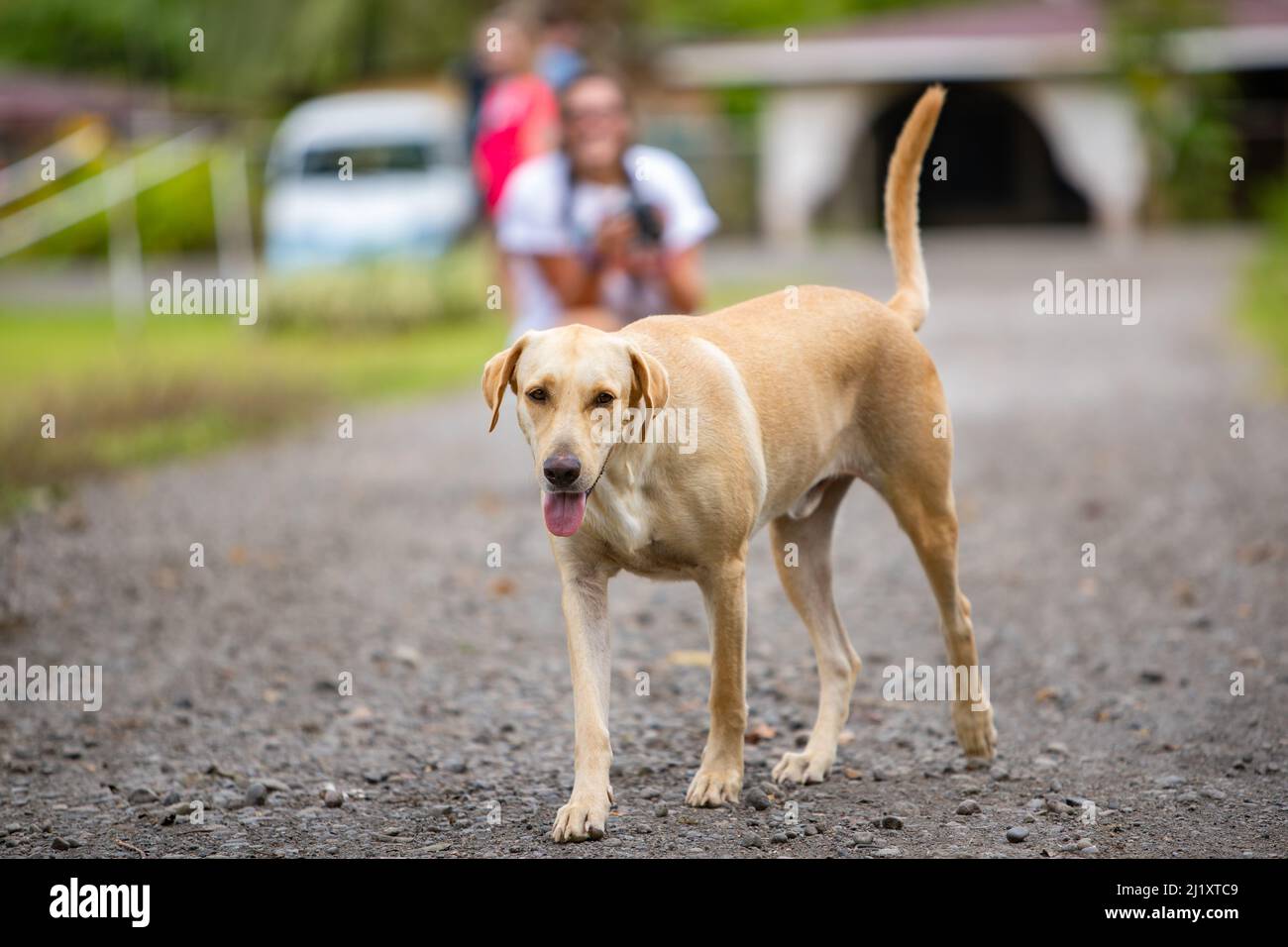 A labrador dog walking on a street and a photographer taking pictures ...