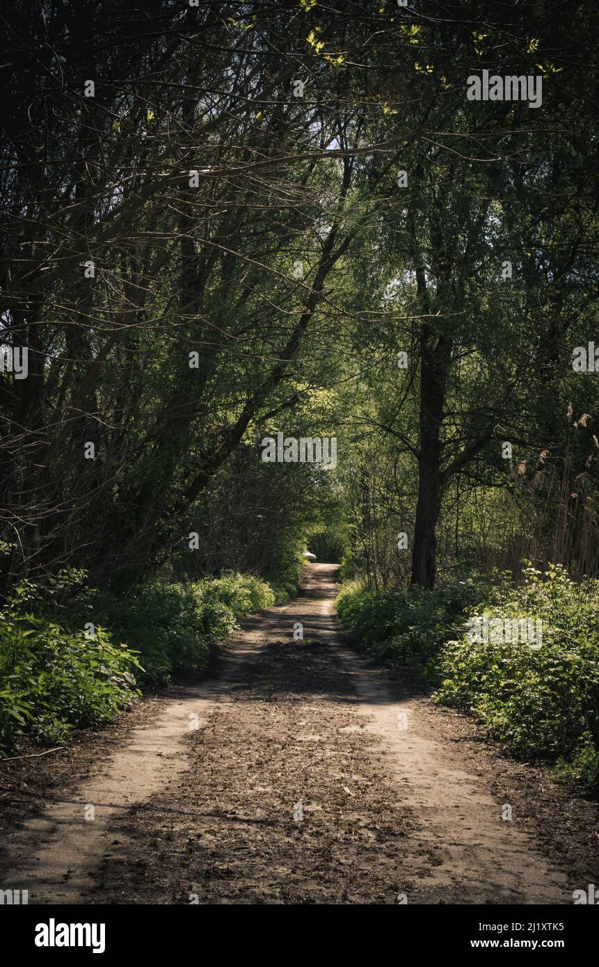 romantic green rural path among trees Stock Photo - Alamy