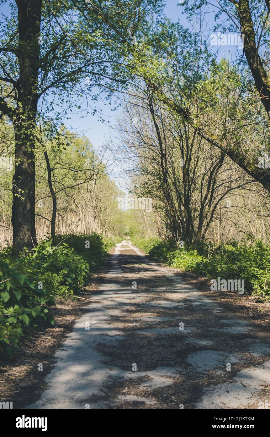 romantic green rural path among trees Stock Photo - Alamy