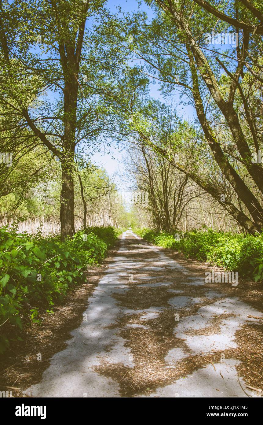 romantic green rural path among trees Stock Photo - Alamy