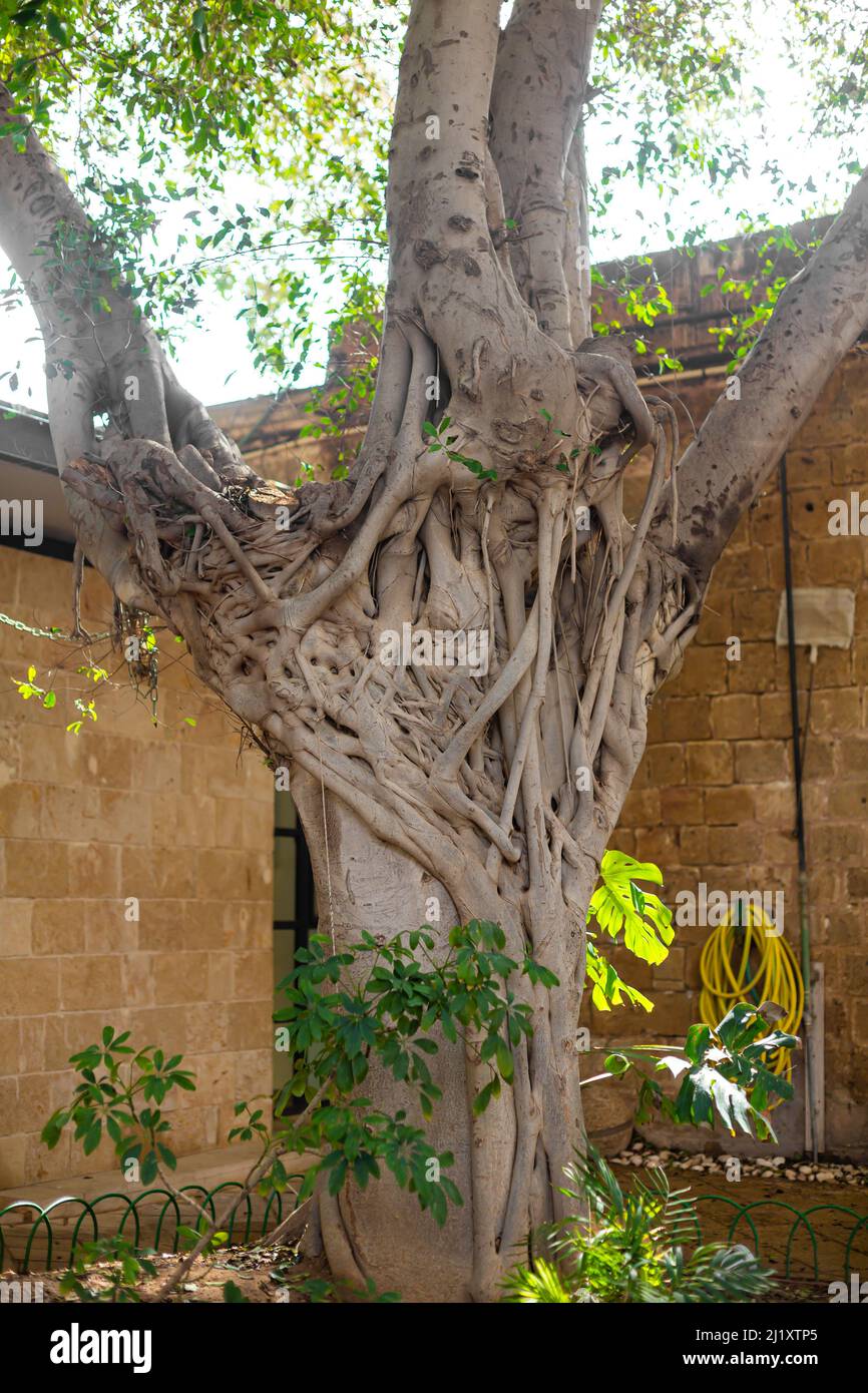 Ficus tree growing in the garden Stock Photo - Alamy