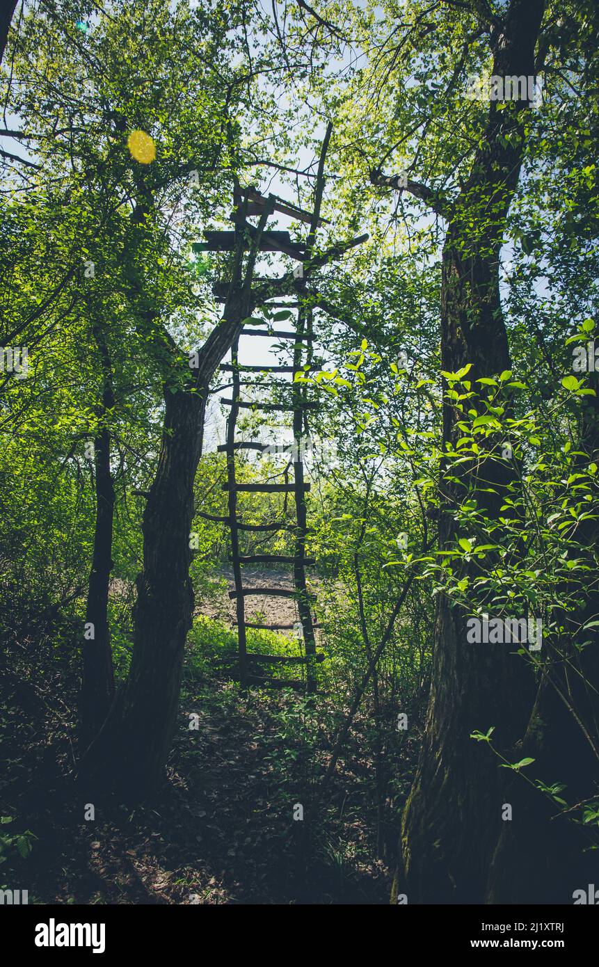 ladder climbing up to green trees in spring forest Stock Photo - Alamy