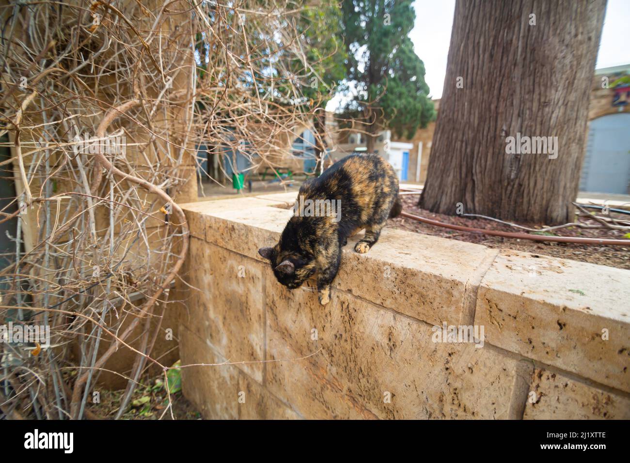 A cat walks through the streets of an Israeli city Stock Photo - Alamy