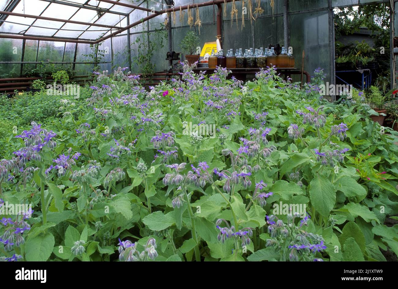 Borretsch borago officinalis starflower plant plants hi-res stock ...