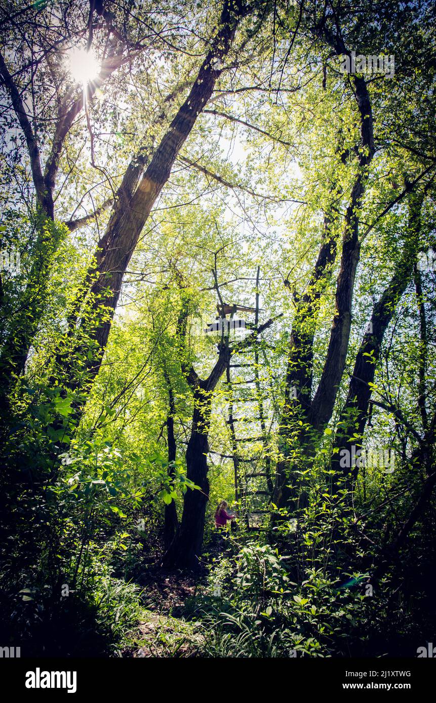 ladder climbing up to green trees in spring forest Stock Photo - Alamy
