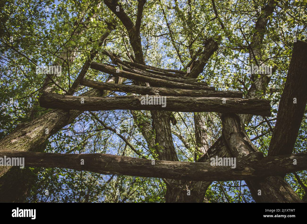 ladder climbing up to green trees in spring forest Stock Photo - Alamy