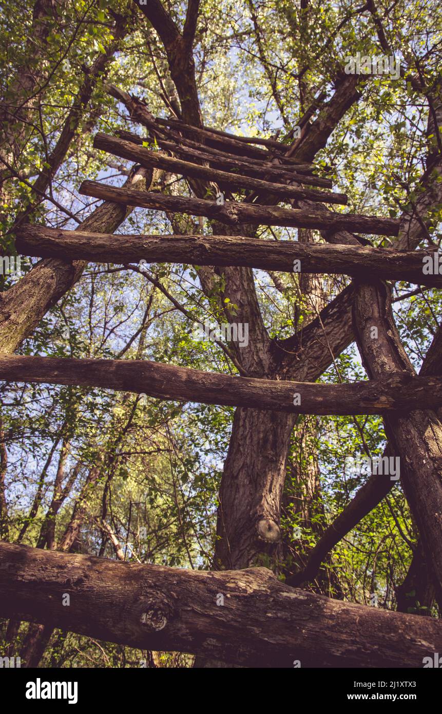 ladder climbing up to green trees in spring forest Stock Photo - Alamy