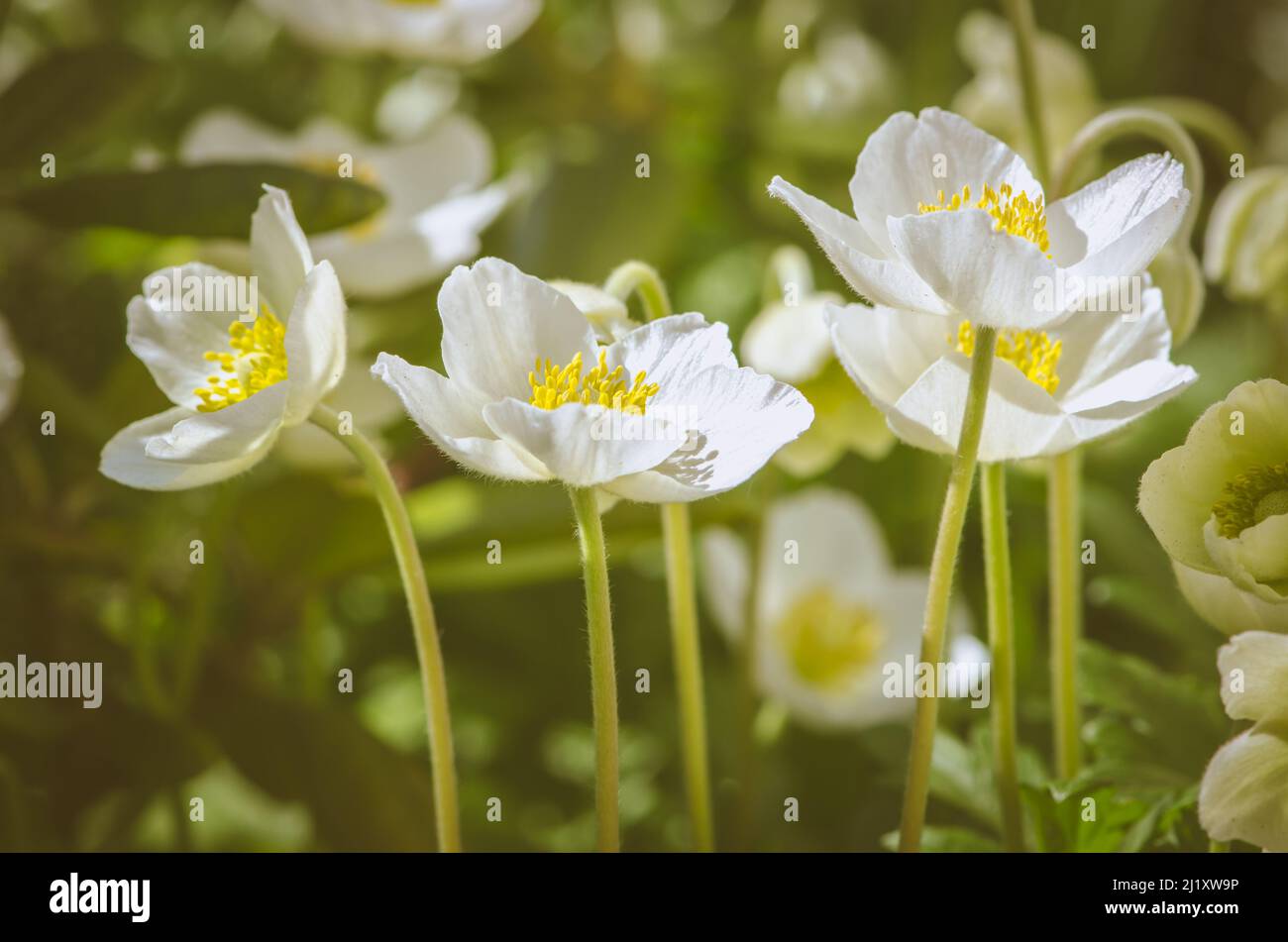 group of spring white anemone flowers, pastel tone Stock Photo - Alamy