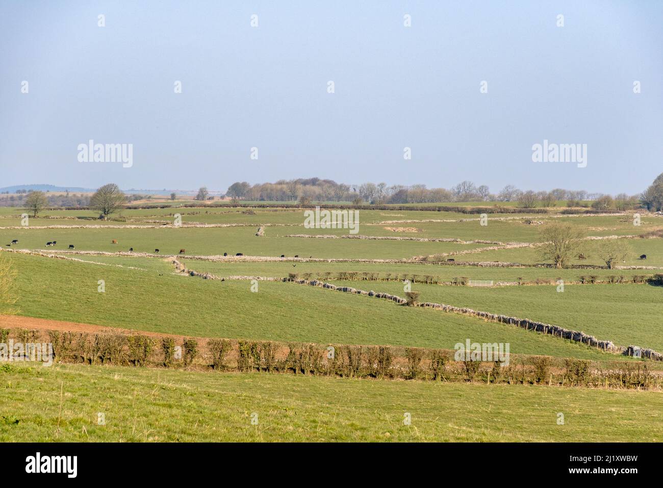 UK, England, Somerset. Near Priddy village. Typical fields, hedges ...