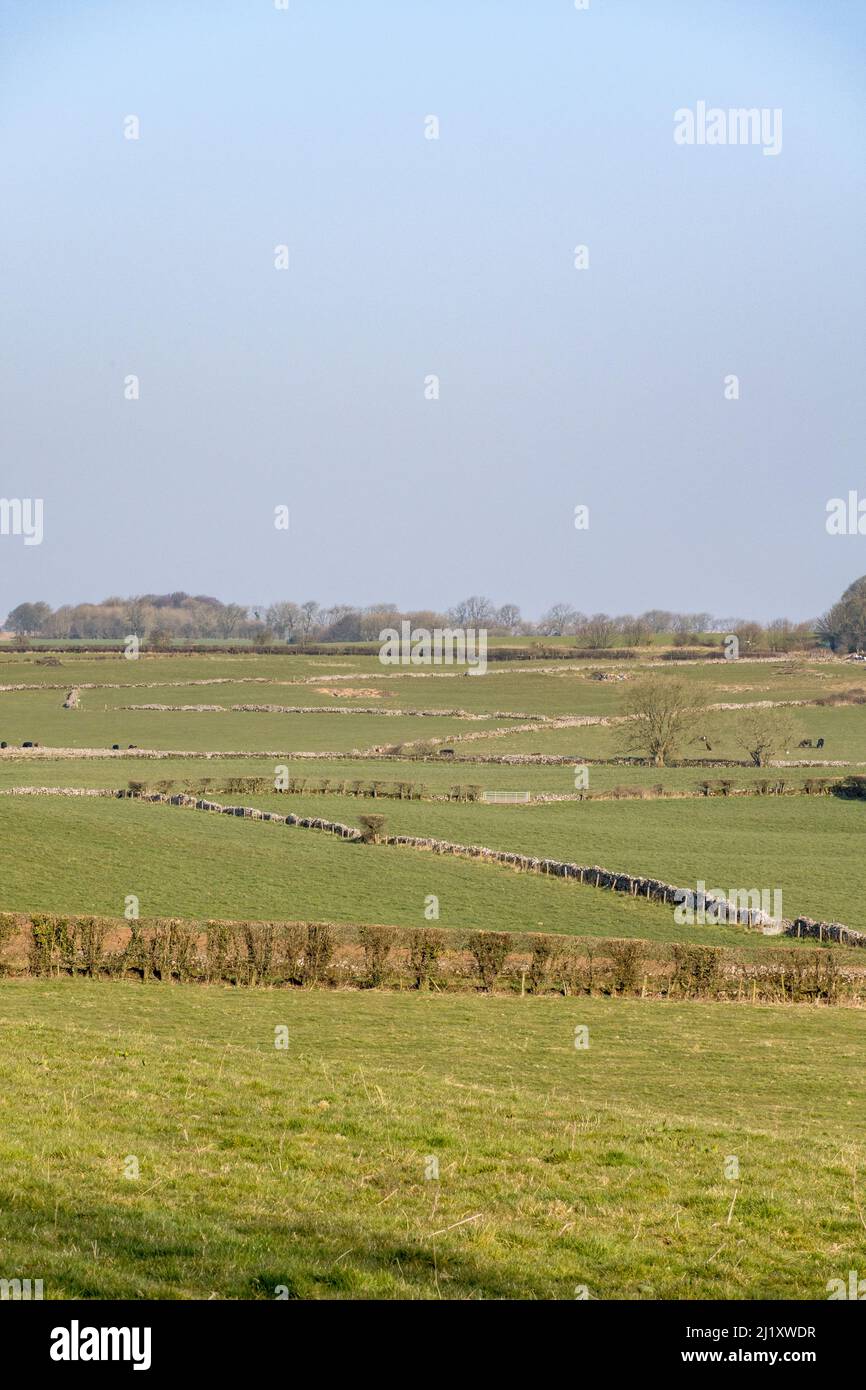 UK, England, Somerset. Near Priddy village. Typical fields, hedges ...