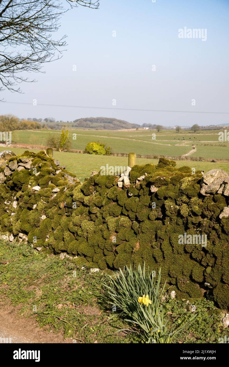 UK, Engalnd, Somerset. Priddy village. A typical mossy stone wall in ...