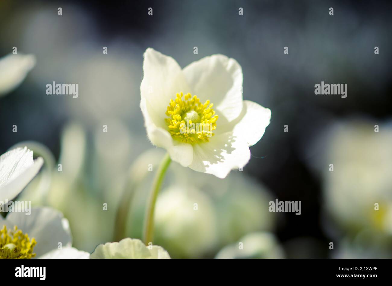 group of spring white anemone flowers, pastel tone Stock Photo - Alamy