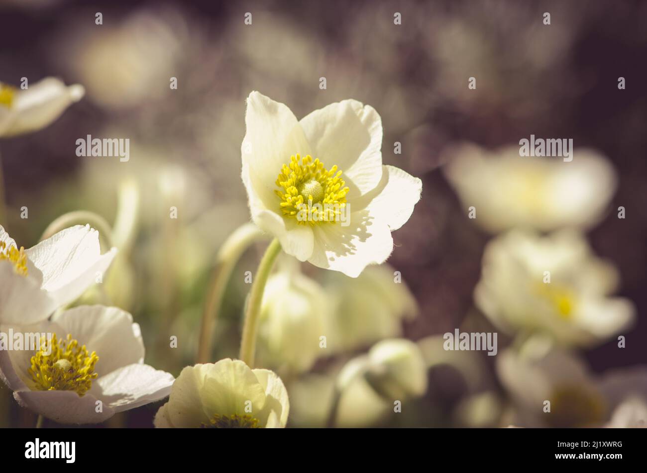 group of spring white anemone flowers, pastel tone Stock Photo - Alamy