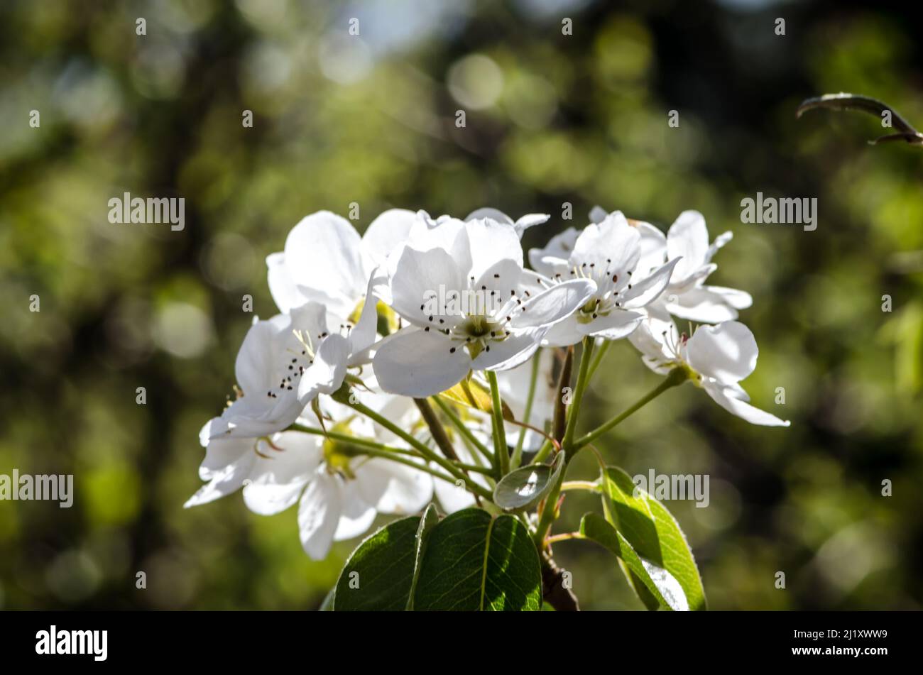 White blossom beauty hi-res stock photography and images - Alamy