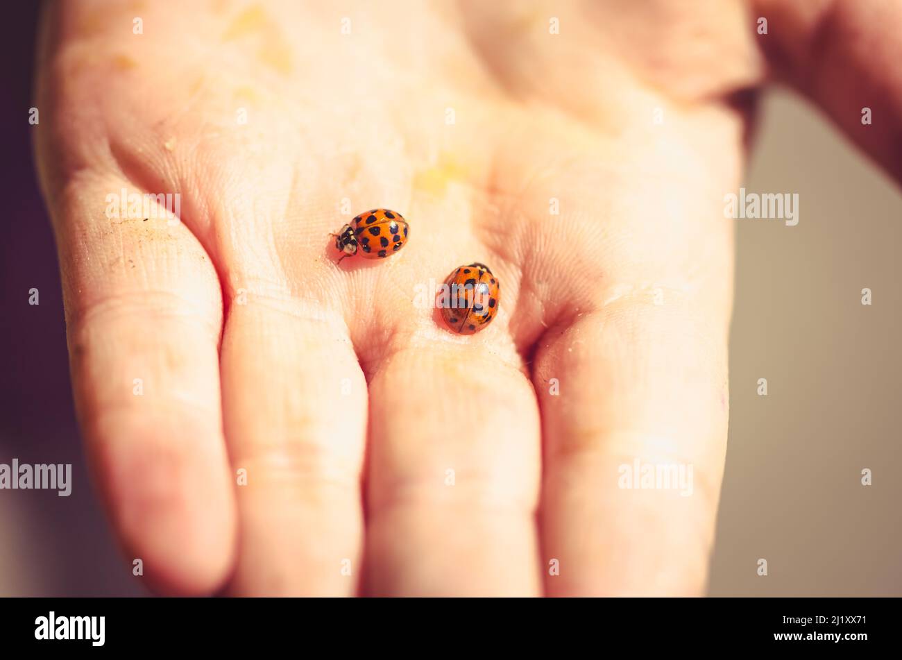 Two orange ladybug hi-res stock photography and images - Alamy