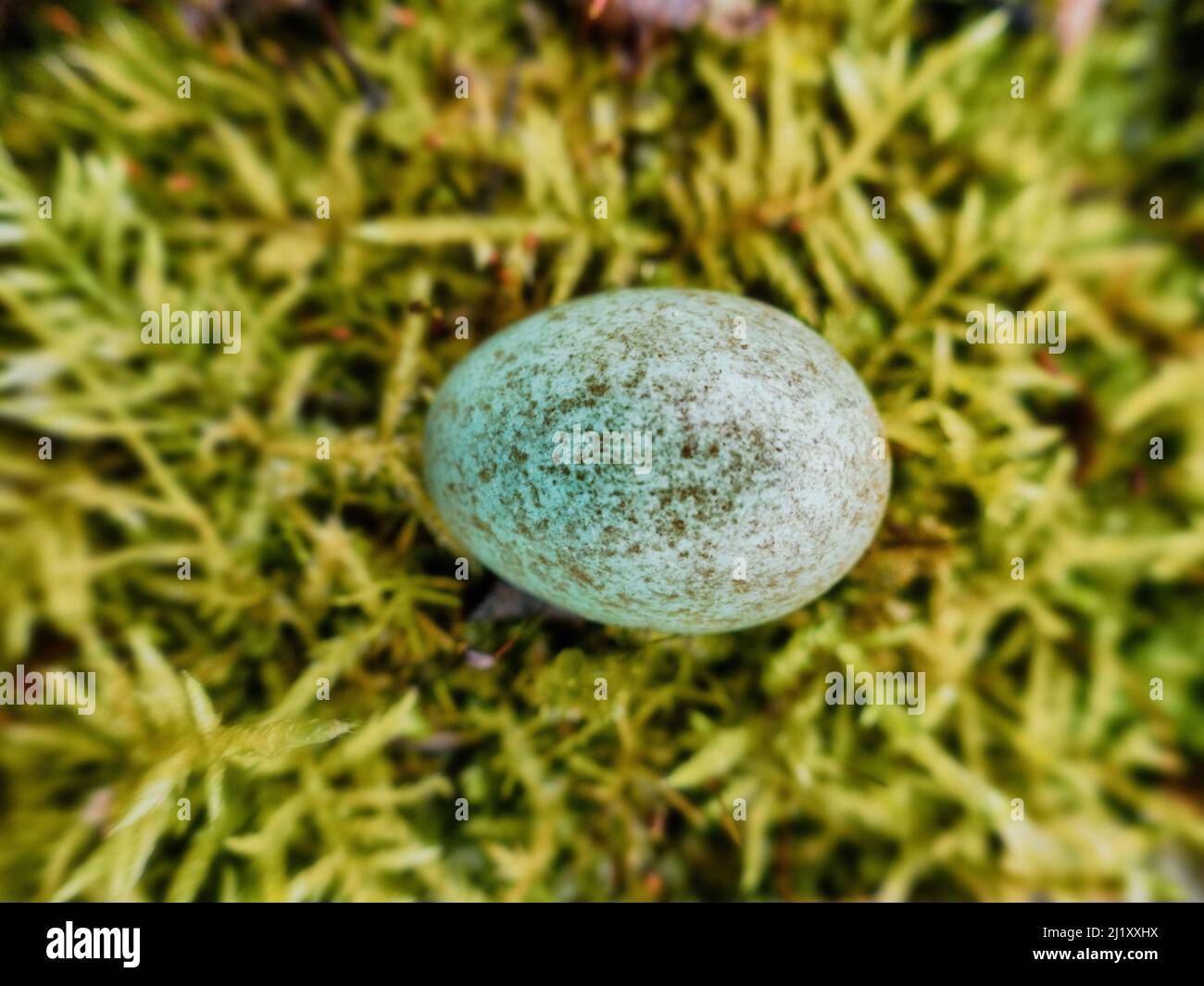 Bird hatching from an egg against cloudy sky background Stock Photo - Alamy