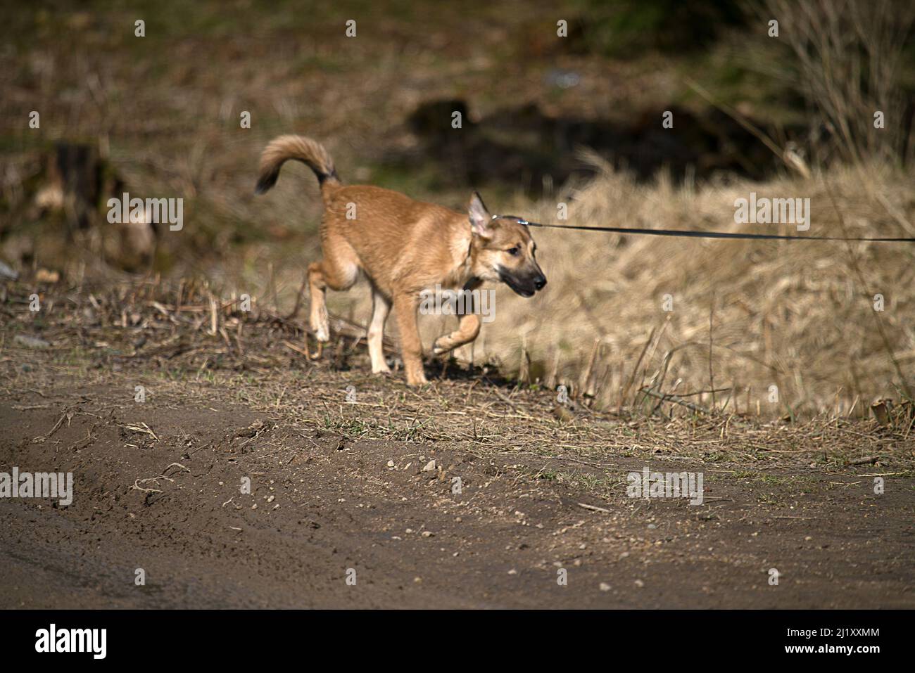 Stoat dog hi-res stock photography and images - Alamy
