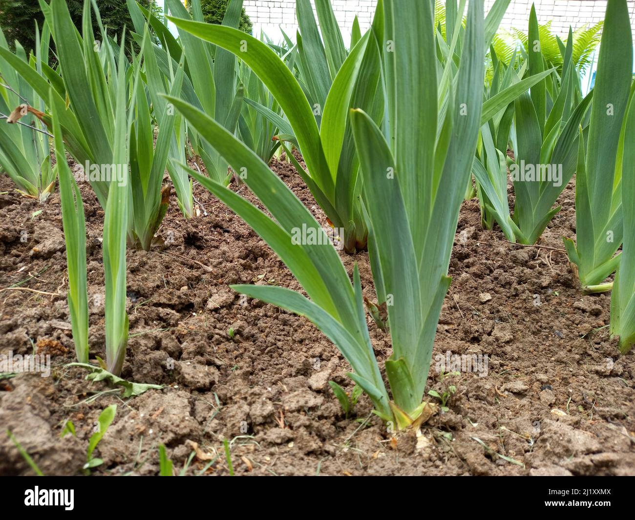 Growing irises, flowering plants in open ground. High quality photo ... Growing irises, flowering plants in open ground. High quality photo ...