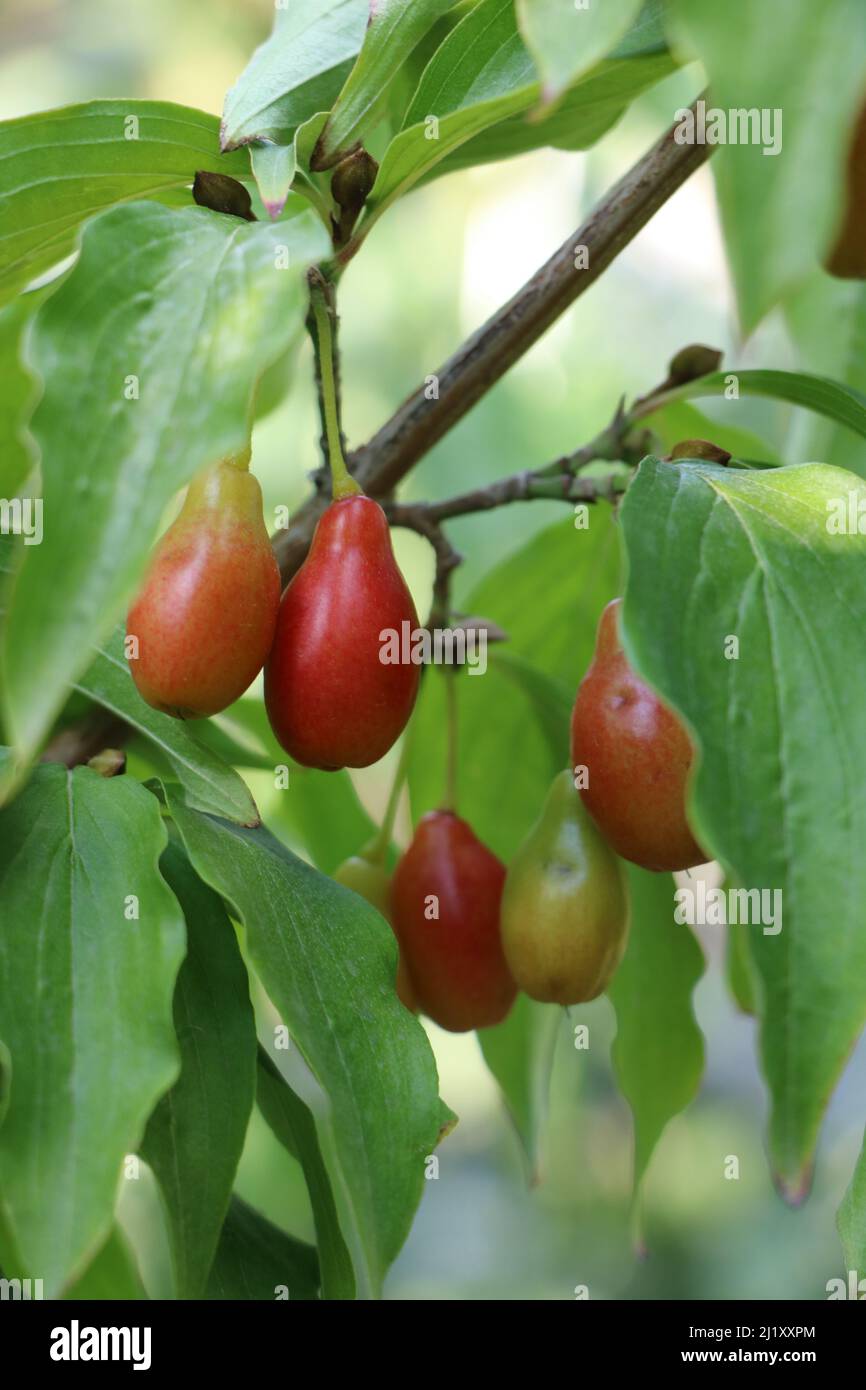 A view of Cornelian cherry (Cornus mas) fruits hanging from a branch ...