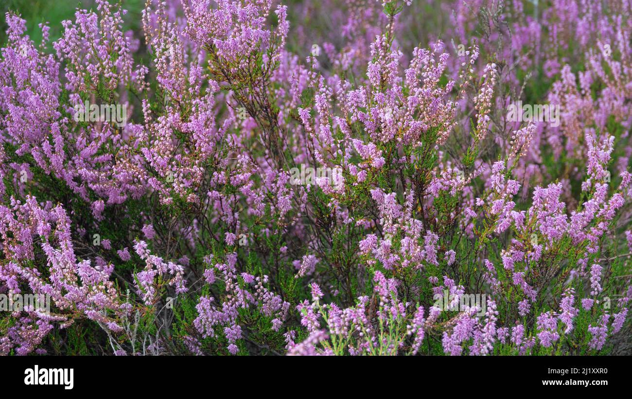 Pink Beauty of mass flowering Heather, Erica (Calluna vulgaris Stock ...