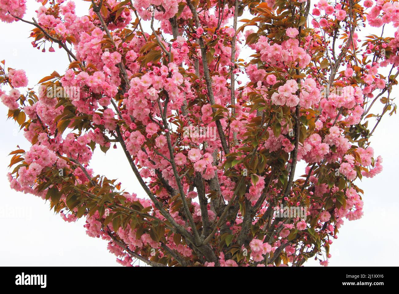 Opened beautiful pink sakura flowers Stock Photo - Alamy