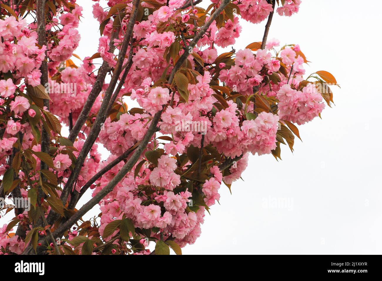 Japanese beautiful pink sakura flower hi-res stock photography and ...