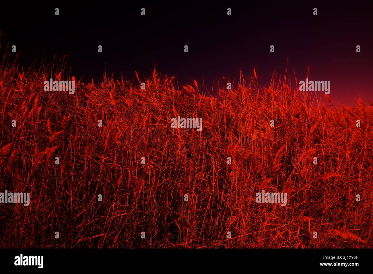 Sea reed. New impressionistic art, impressionist infrared photo. IR ...