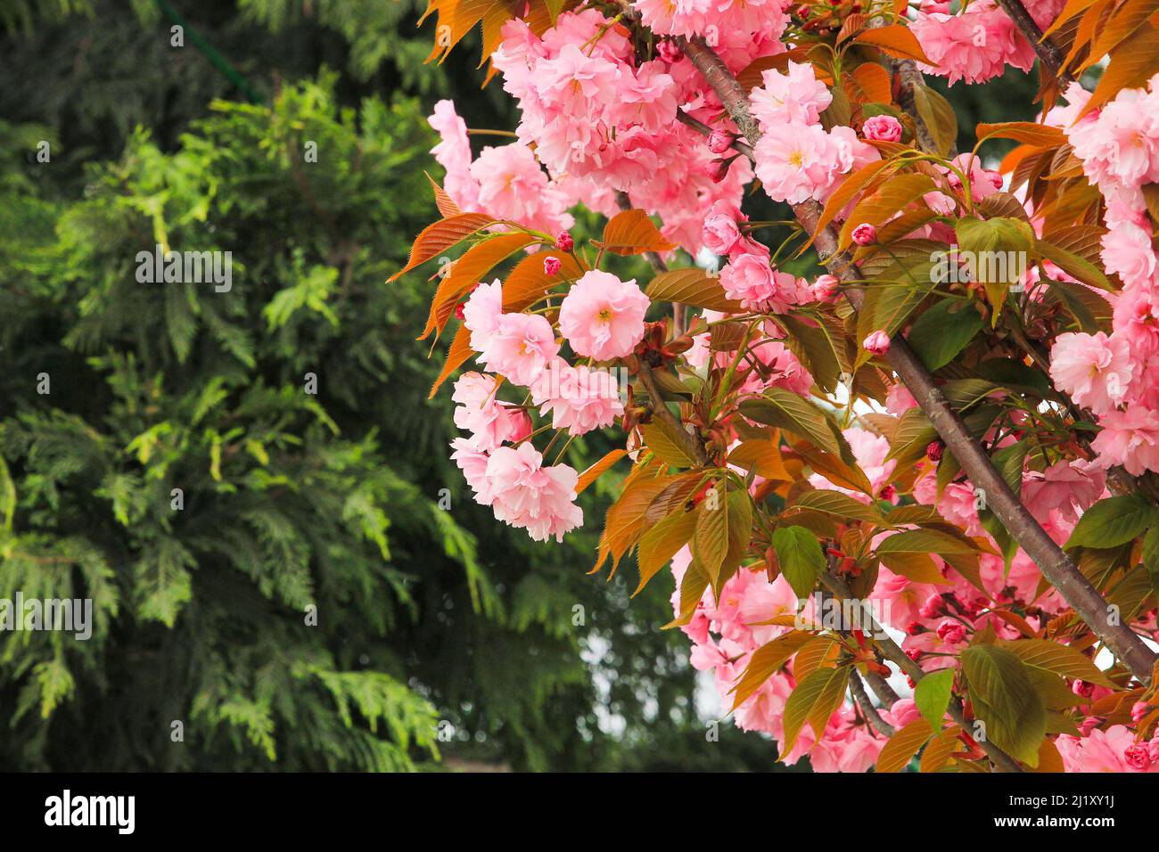 Beautiful pink sakura japanese hi-res stock photography and images - Alamy