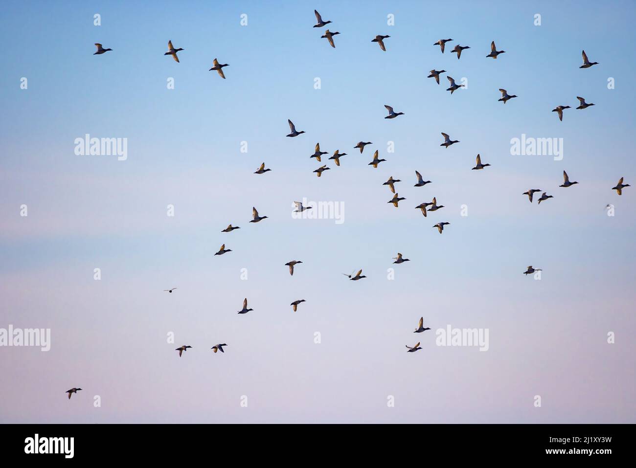 A flock of Northern pintail (Anas acuta) in fly Stock Photo - Alamy