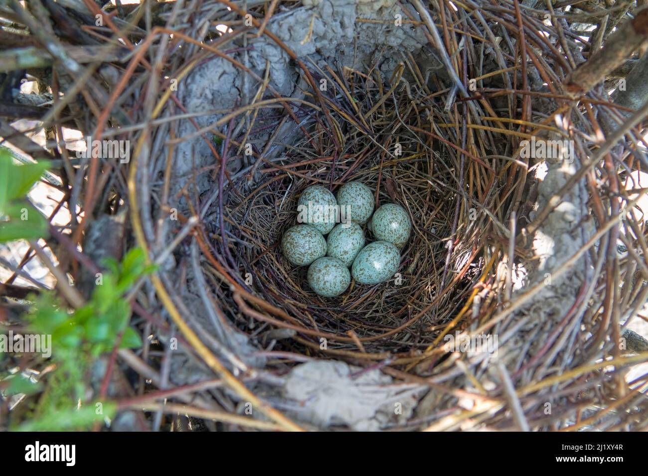 Magpie (Pica pica) nest is complex in structure. Massive elliptical ...