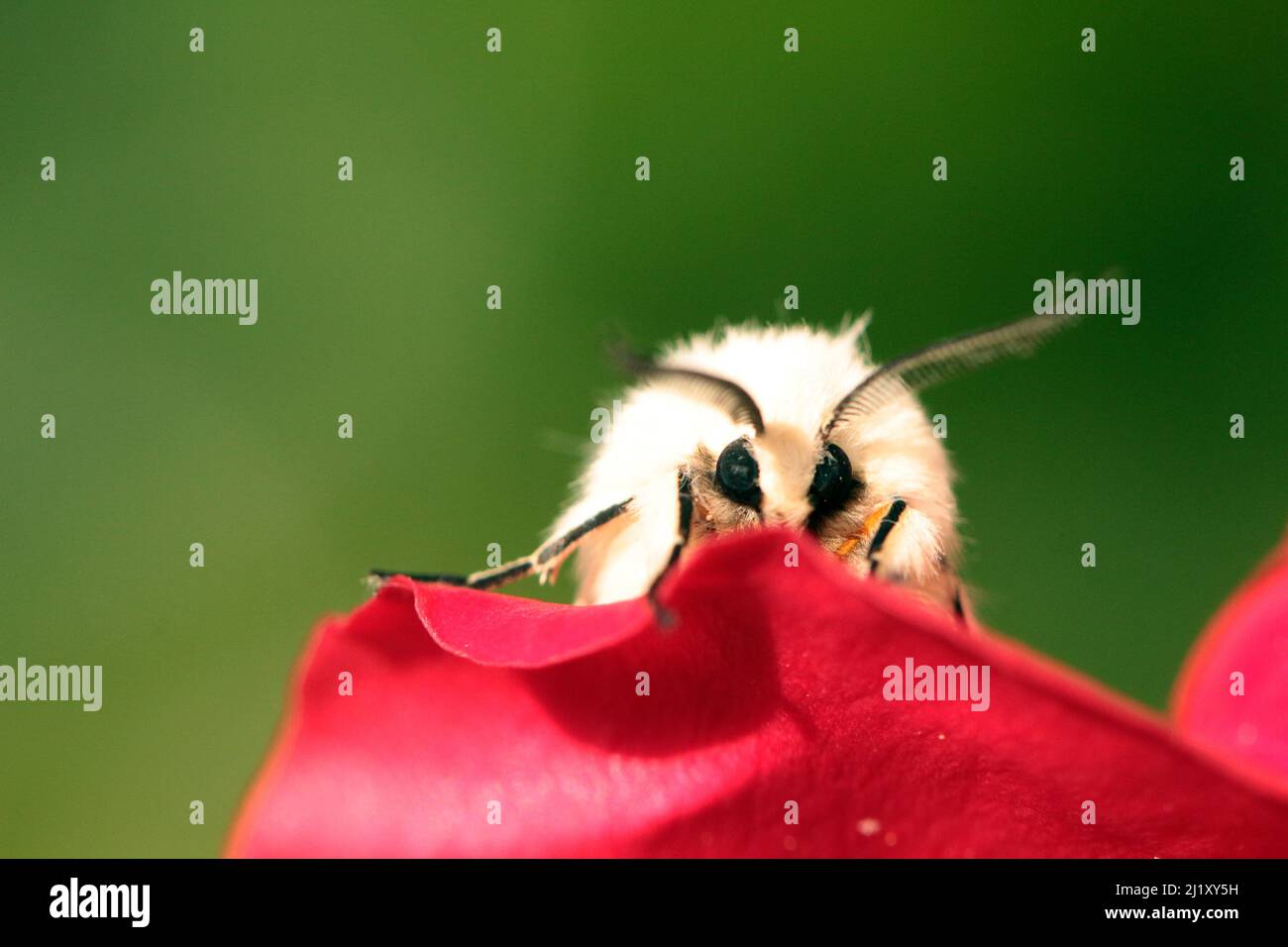 A closeup of a White ermine moth on a flower in the garden on a sunny ...