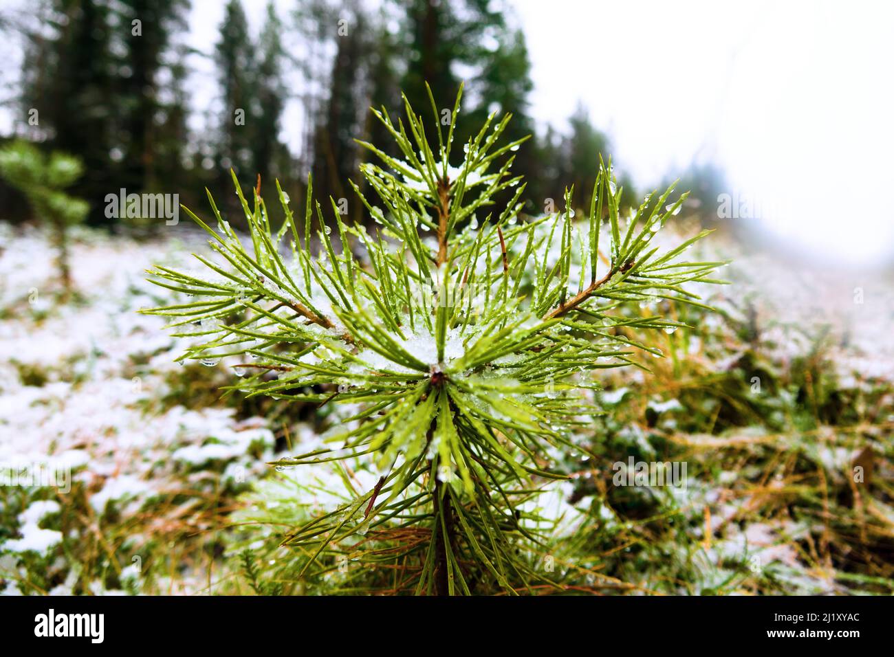 A tiny pine (seedling) in a clearing is covered with wet frozen snow ...