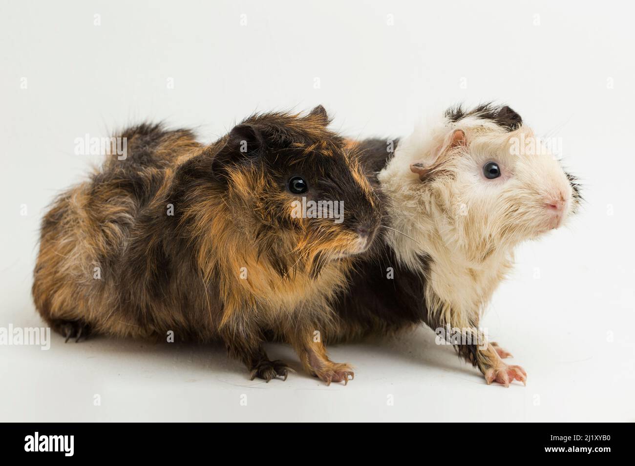 two pair guinea pig isolated on white background Stock Photo - Alamy