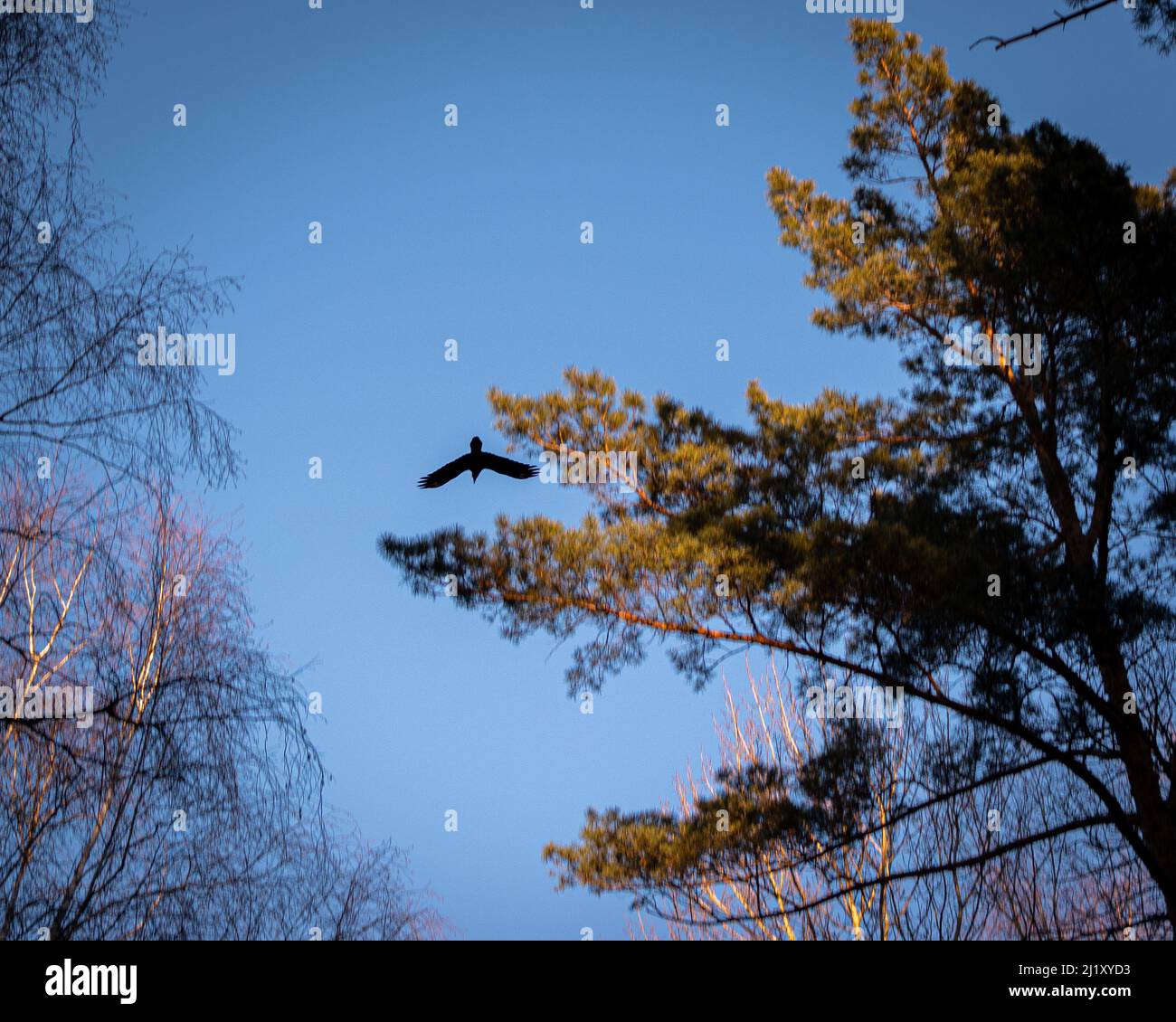 A beautiful view of a bird flying over the trees. Moscow, Russia Stock ...