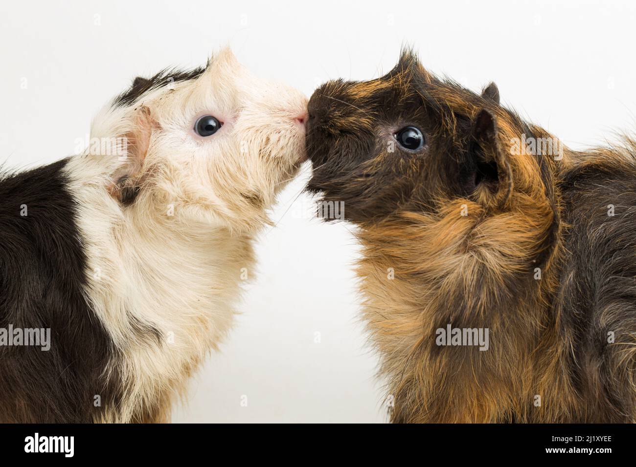 two pair guinea pigs kissing isolated on white background Stock Photo ...