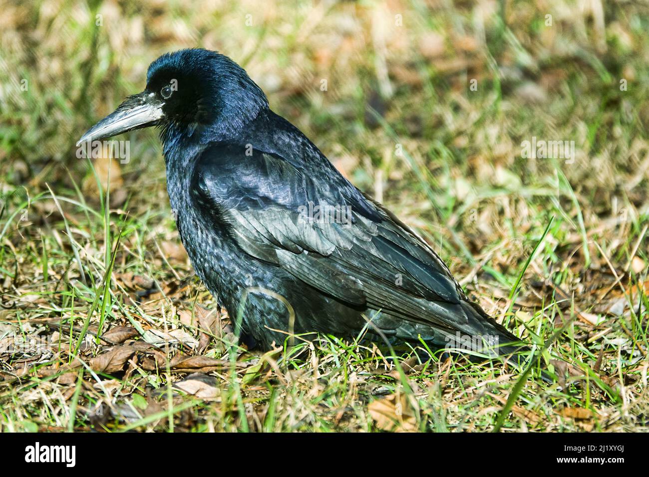 Rook in search of feed. The bird digs its beak in the grass and dry ...