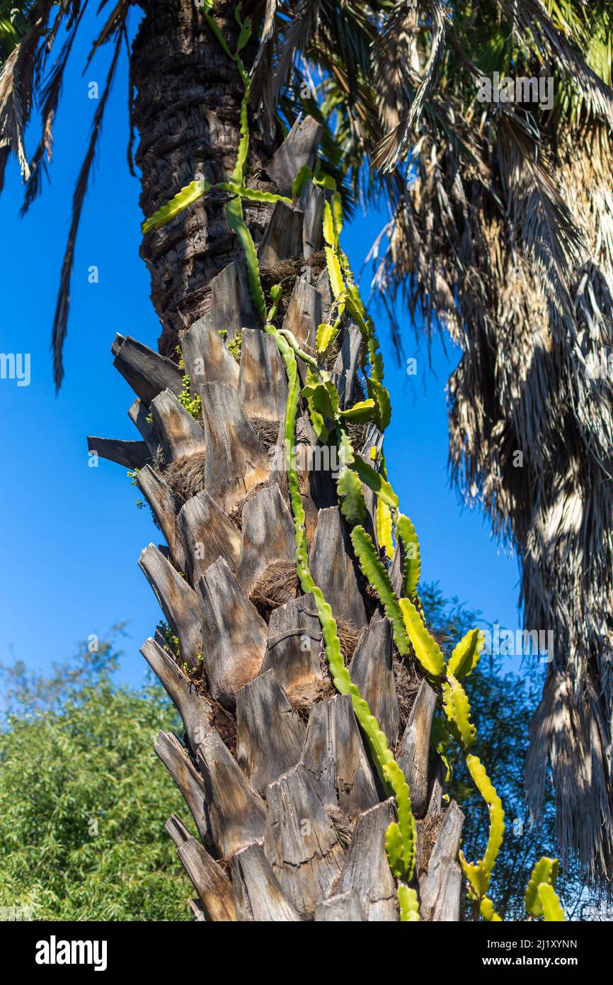 A cactus entwines a palm tree. Tropical nature Stock Photo - Alamy
