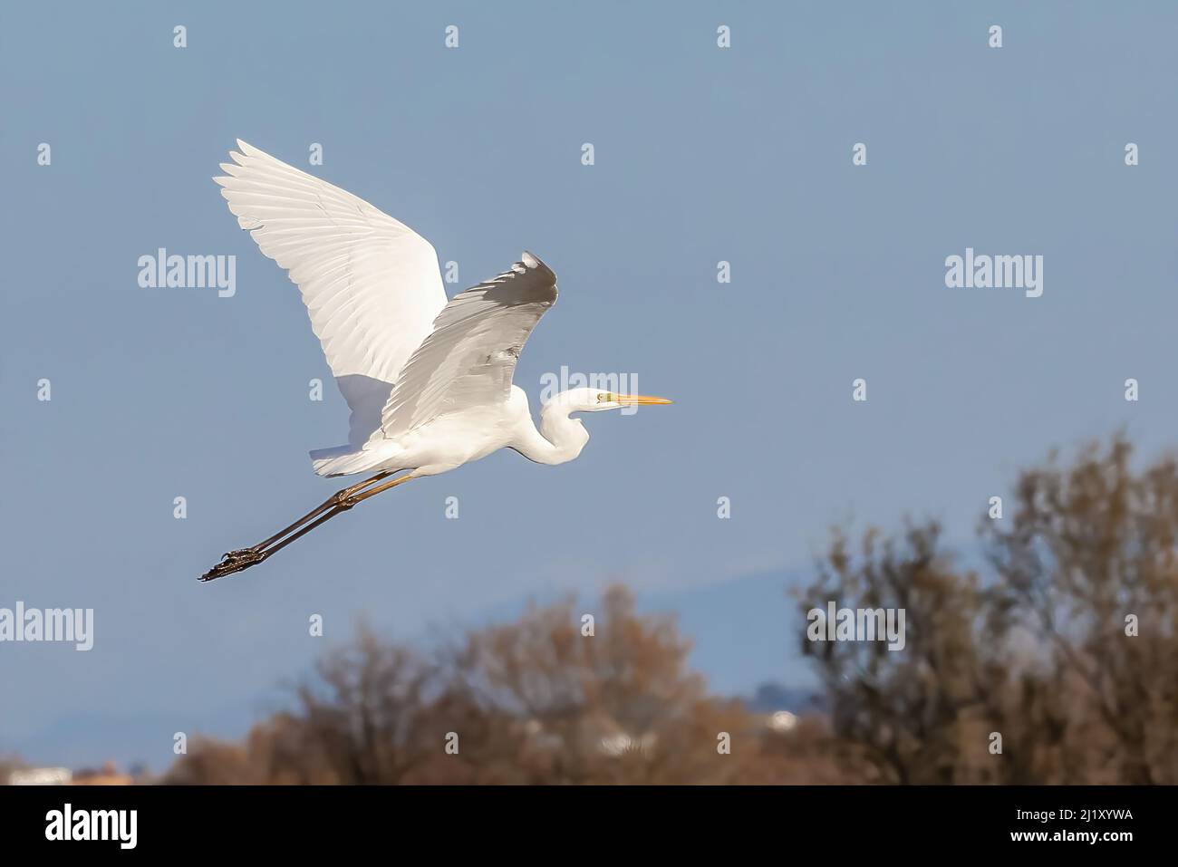 Great Egret (Egretta alba) in fly Stock Photo - Alamy