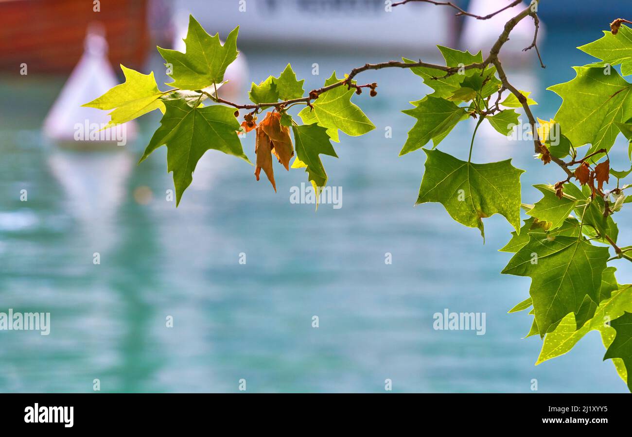 Maple branch over the water Stock Photo - Alamy