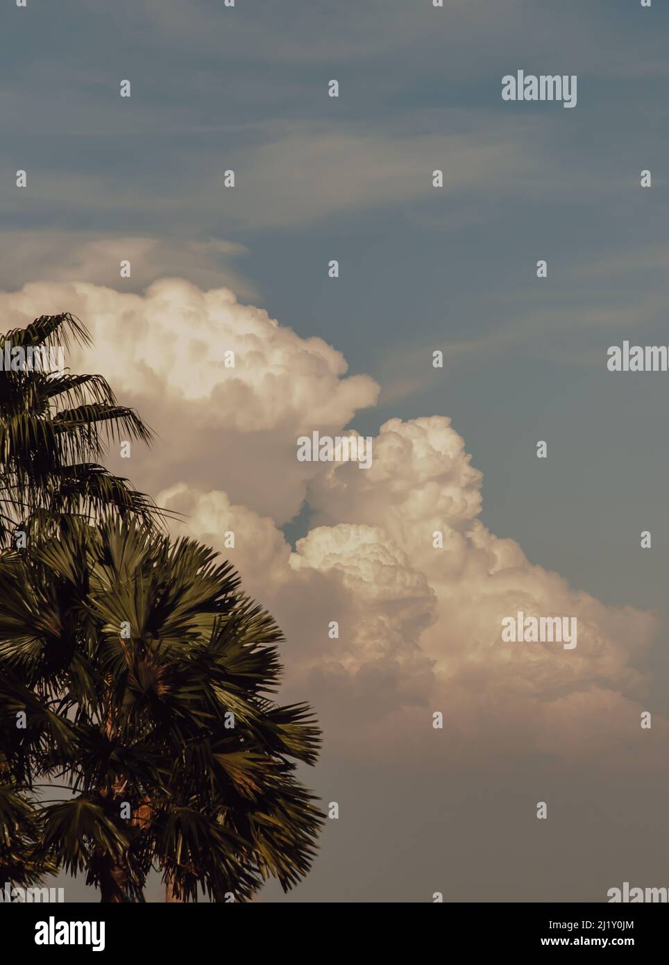 View of Toddy palm against soft blue skies and Beautiful clouds as the ...