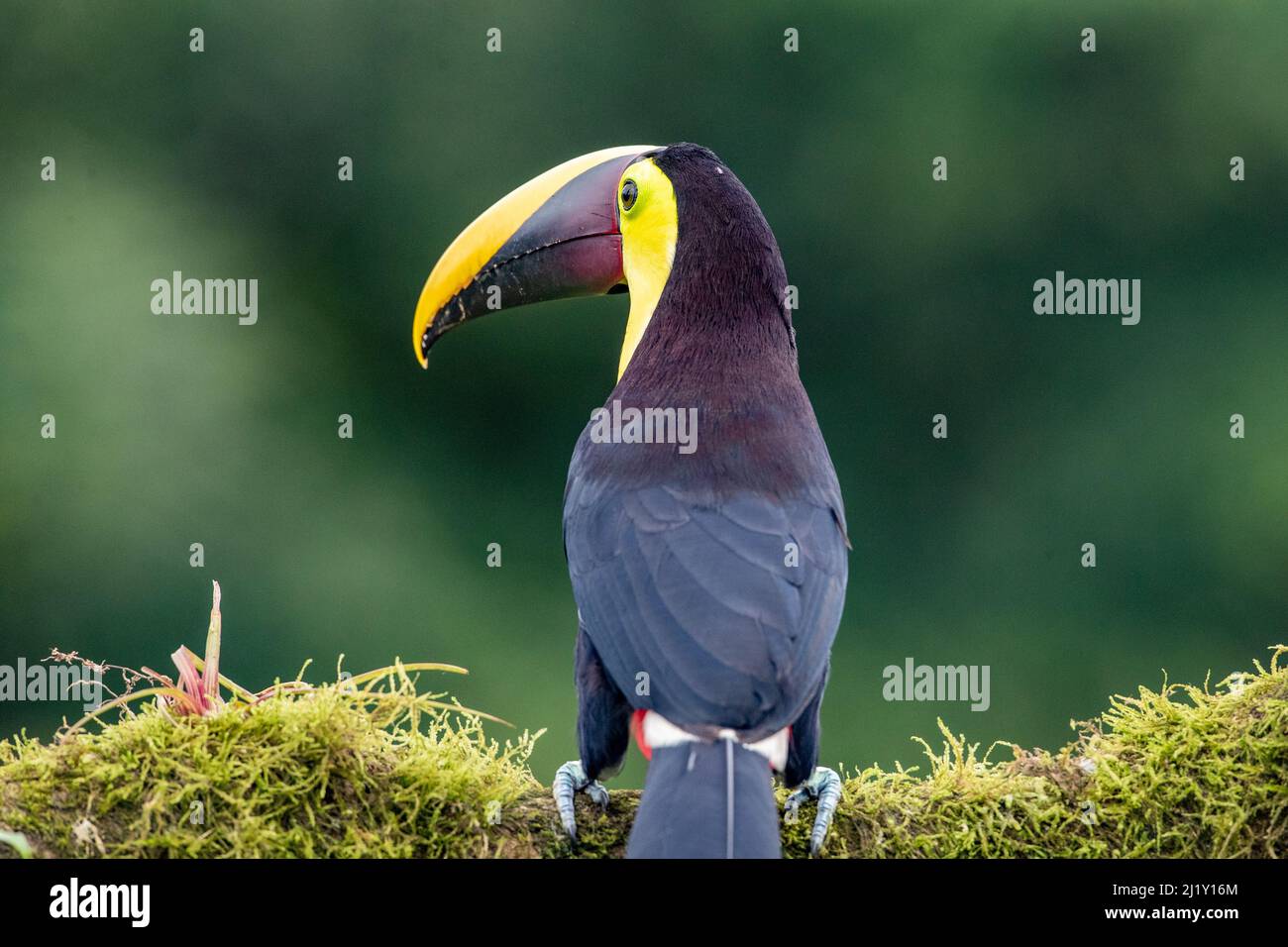 A back view of toucan bird standing on tree branch in Costa Rica Stock ...