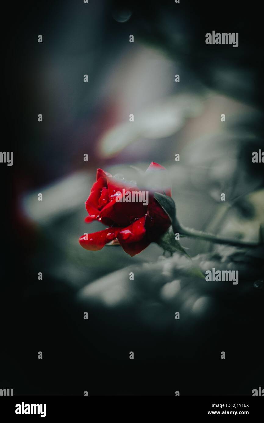 A selective of a red rose in a garden Stock Photo - Alamy
