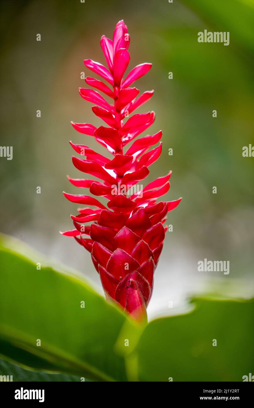 Zingiber officinale flower hi-res stock photography and images - Alamy